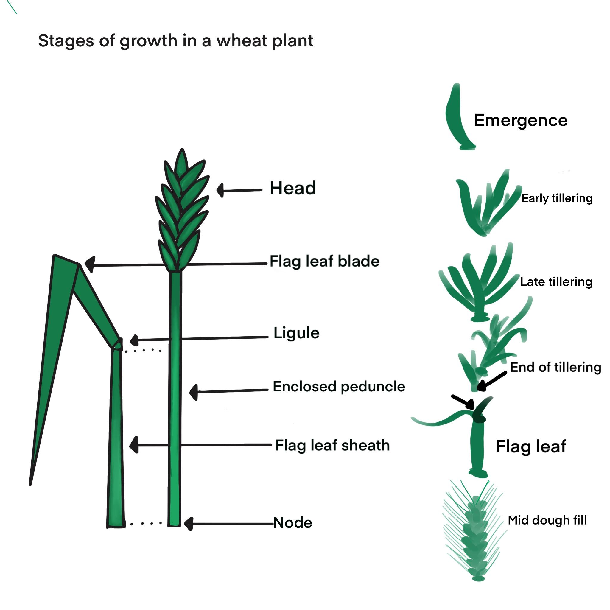The parable of the Growing Seed - Mark 4:26-29 - NCEC
